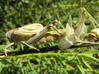 Alma biológica: La langosta egipcia
