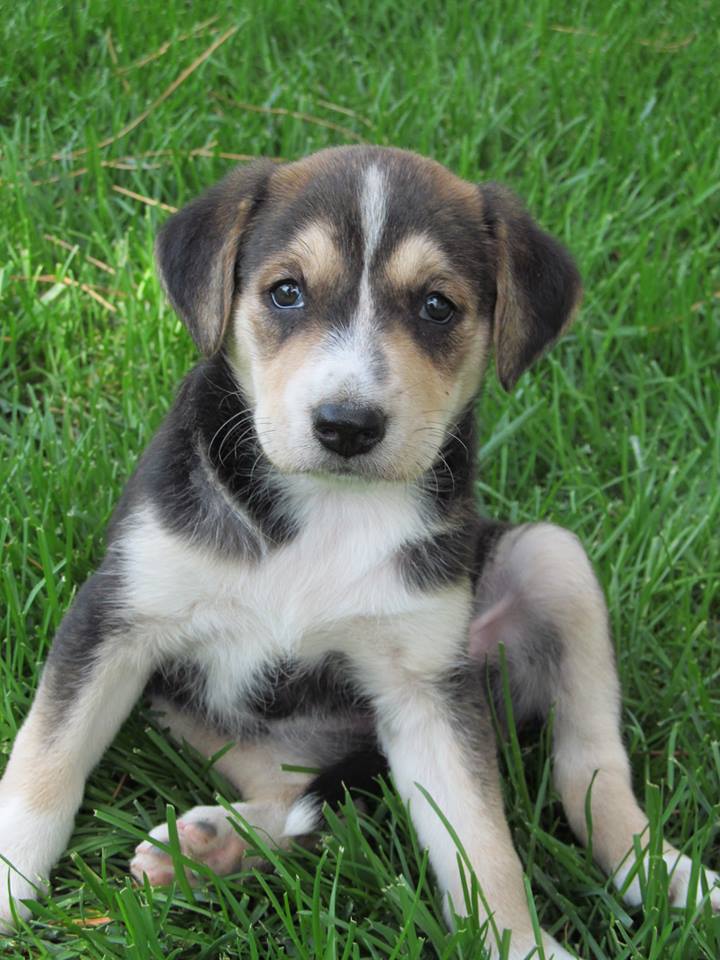 DogWorld: Πέντε πανέμορφα μωράκια beagle - γκριφόν ψάχνουν σπίτι