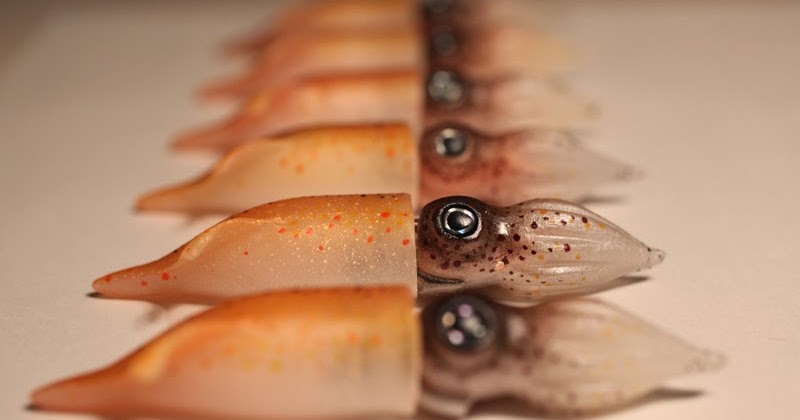 Firefly Squid Yang Bercahaya | Tahukah - Info