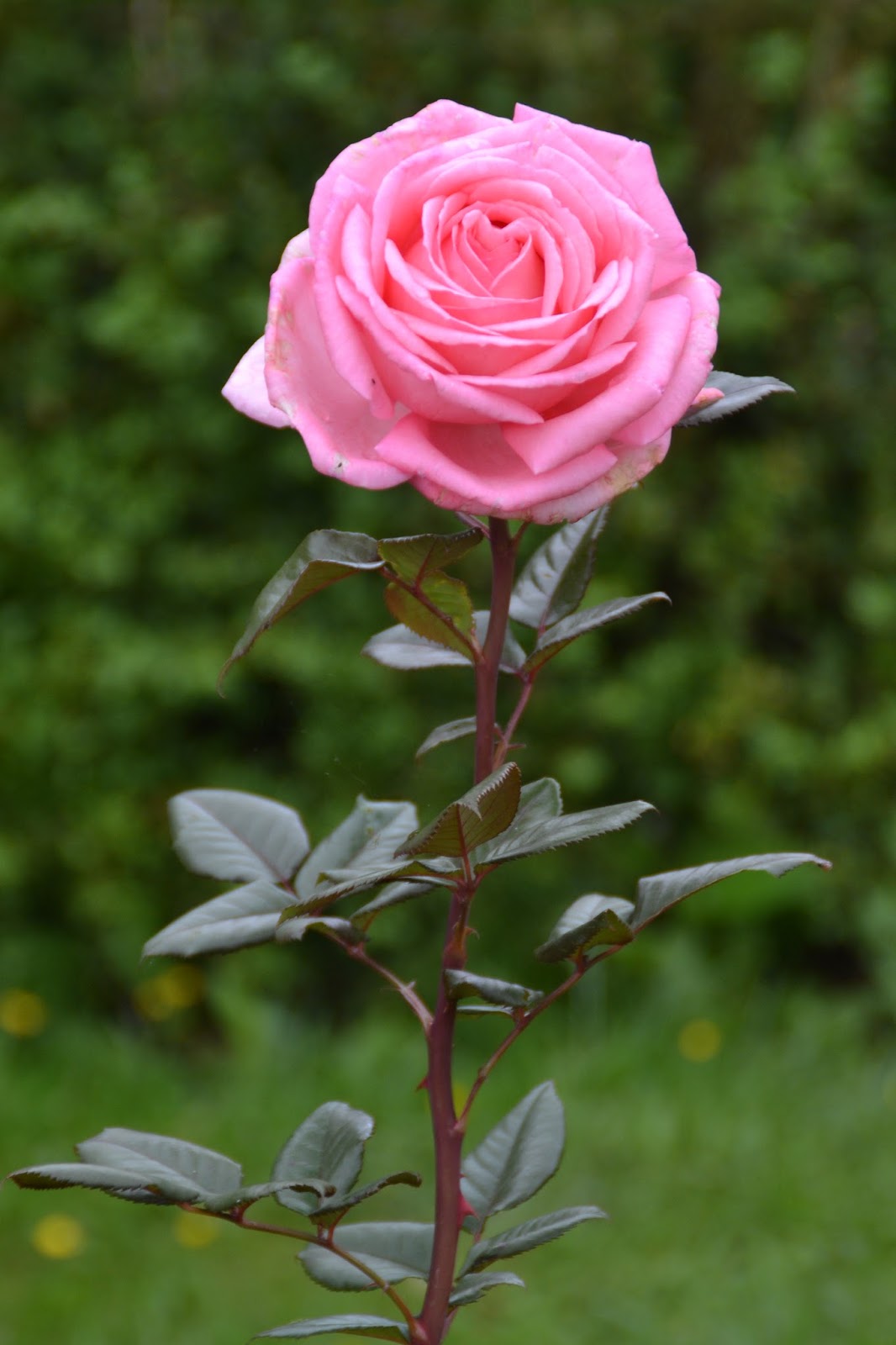 LES GRANDS TYPES DE ROSIERS : LEURS ORIGINES ET UTILISATIONS - Les ...