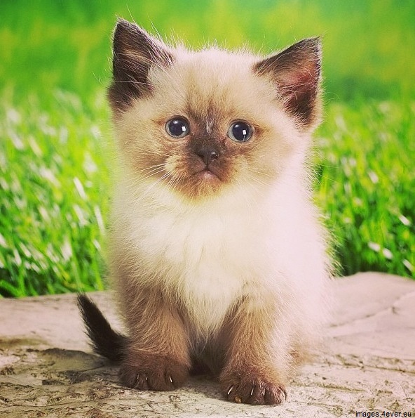 Photo de chaton race siamois trop mimi - Photo de chat