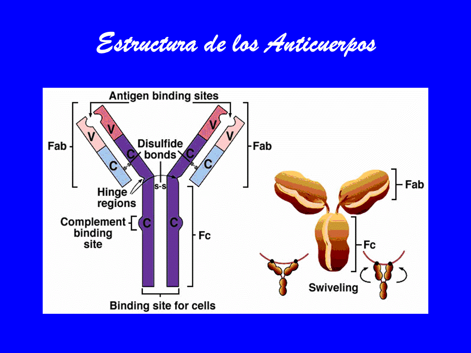 J810: ANTICUERPOS
