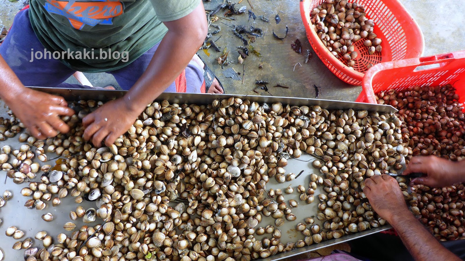 Where do Cockles Come from? Discover Selangor, Malaysia |Tony Johor ...