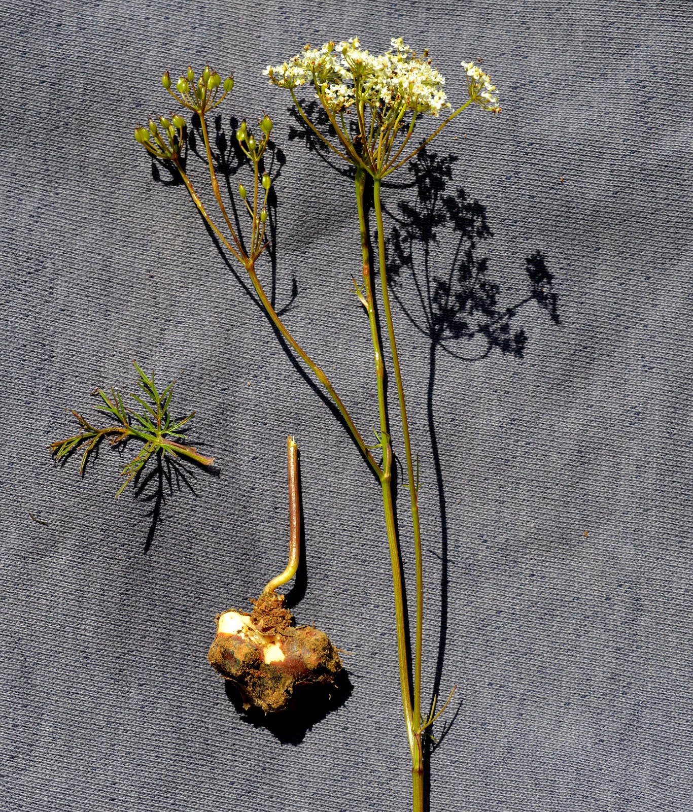 IF YOU GO DOWN TO THE WOODS TODAY....: Pignuts