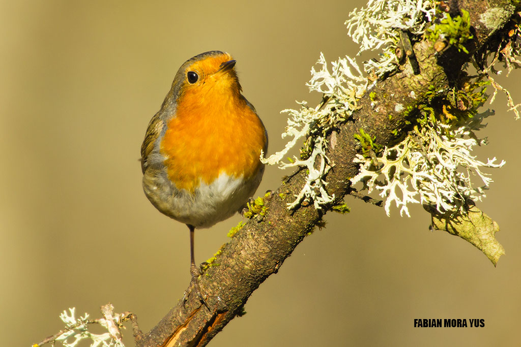 FOTO DE NATURALEZA FABIAN - MORA: PETIRROJO EUROPEO