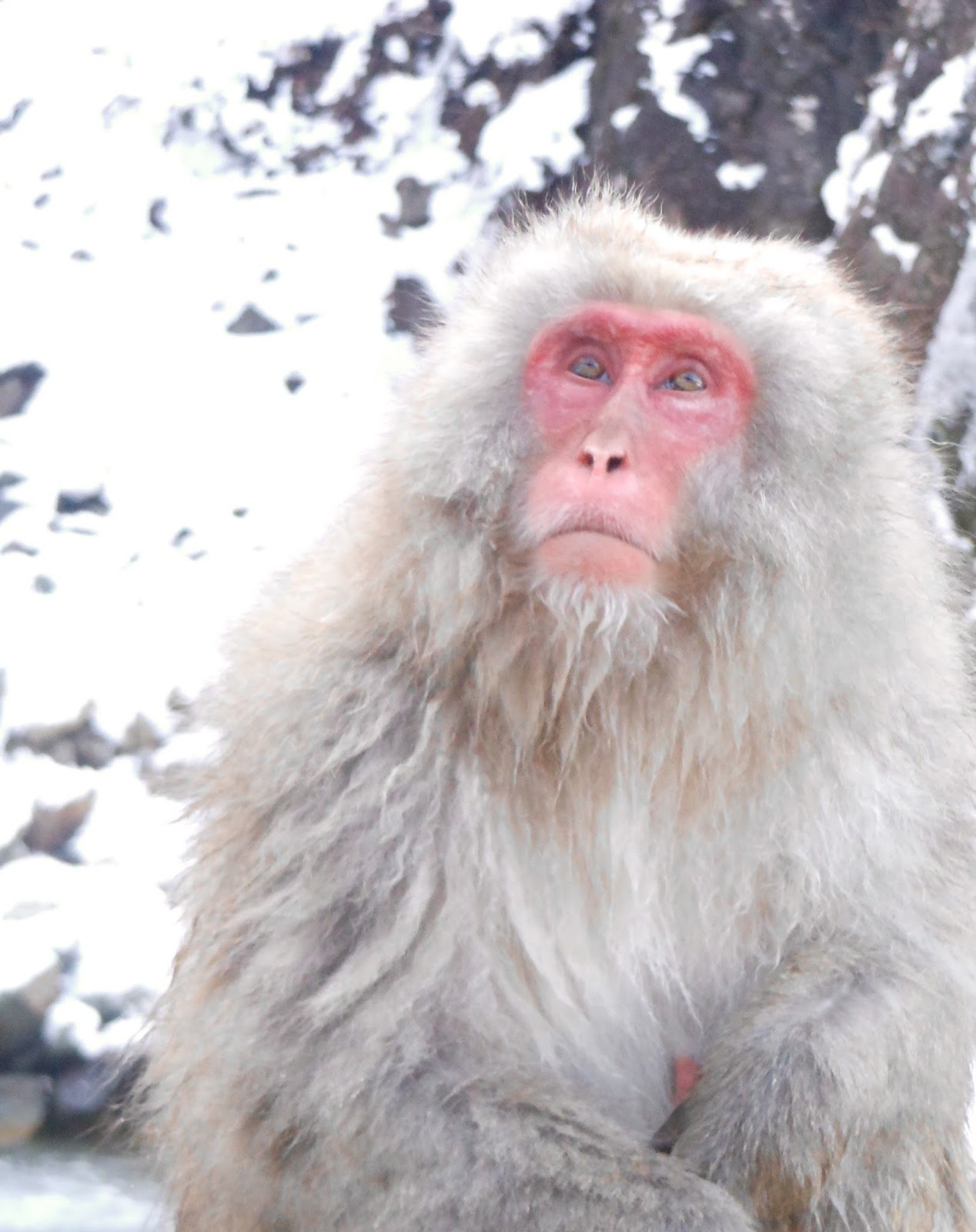 Hokkaido Kudasai: Snow Monkey Park