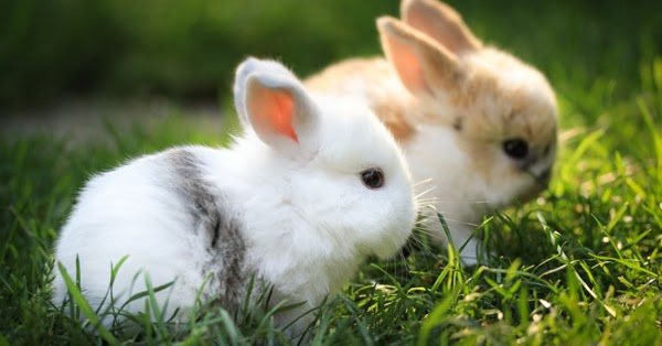 świat_według_królika : Króliczy przyjaciel