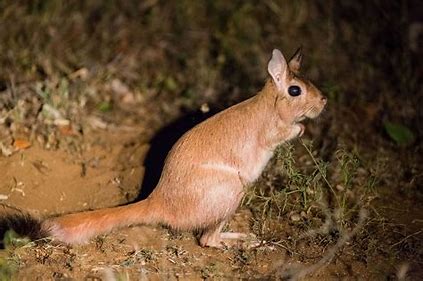 Cannundrums: South African Springhare