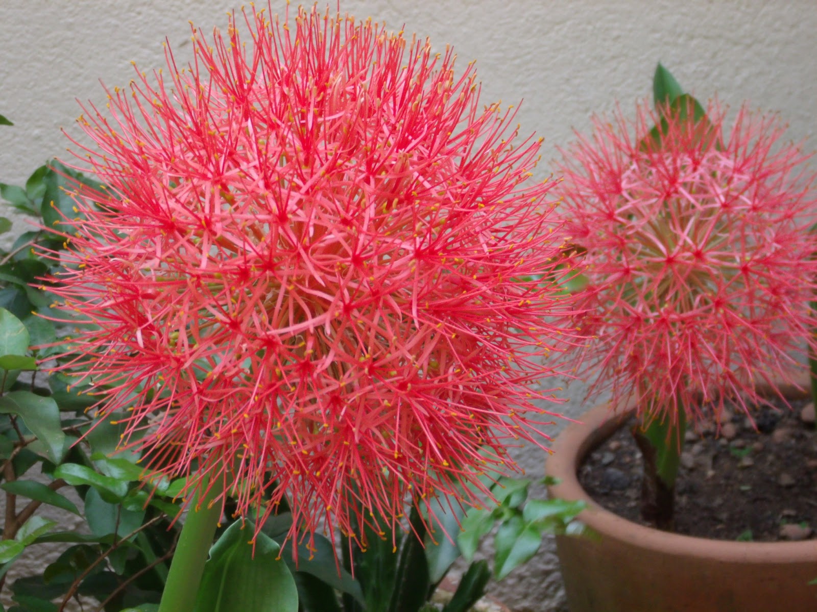 Braz utilidades.: Se meu jardim der flor