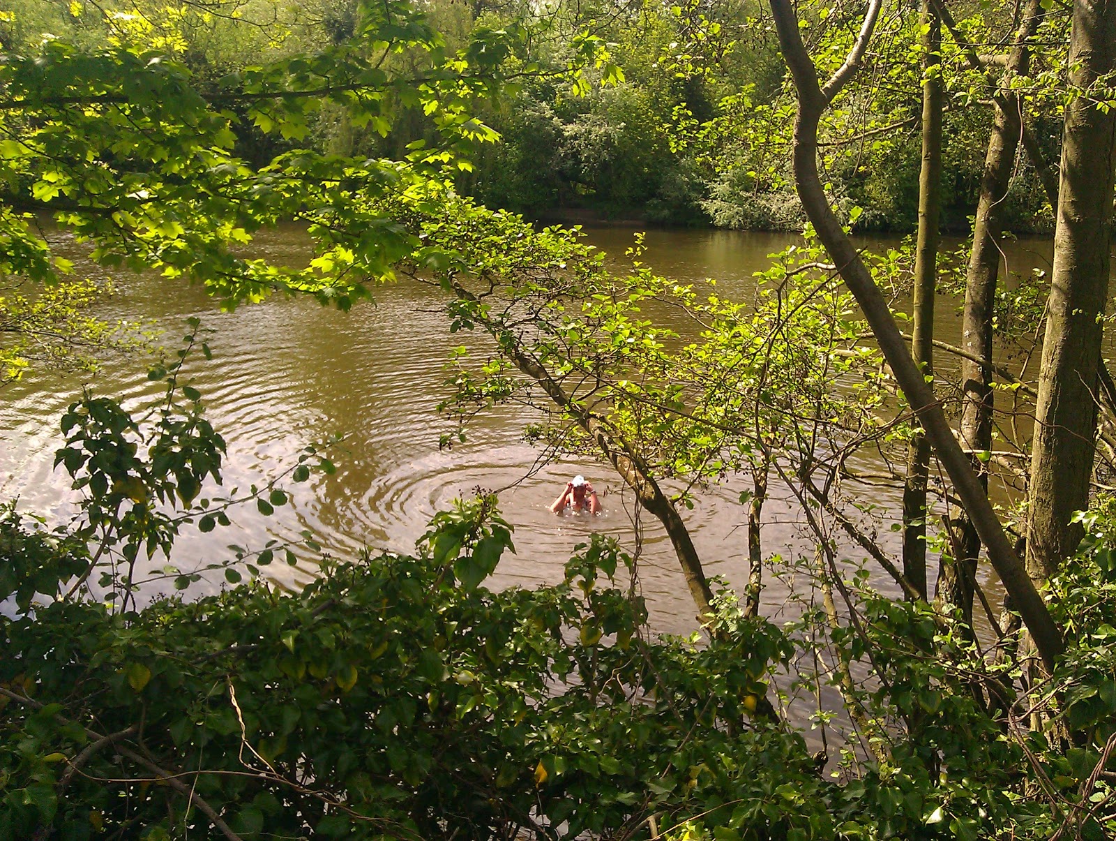 OSS Swim the Thames: Swim 46: Monkey Island to Boveney Lock