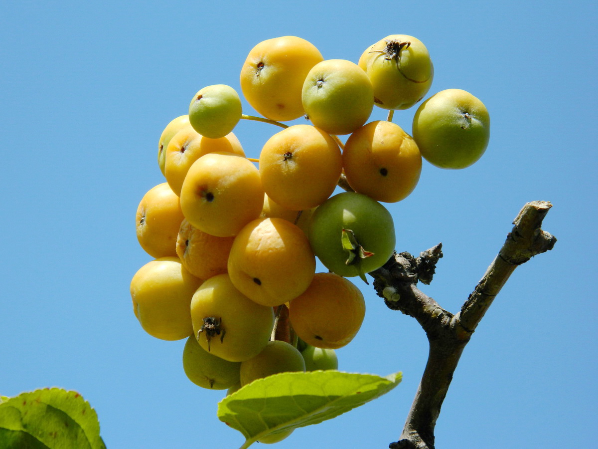 LA MULTI ANI, ROMANIA!: Merisoare galbene