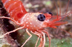 THE ANIMAL for JUST: Metapenaeus monoceros