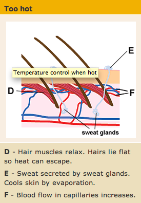 Emma's 2014 Biology Journal : Lessons from OBS- Temperature Regulation