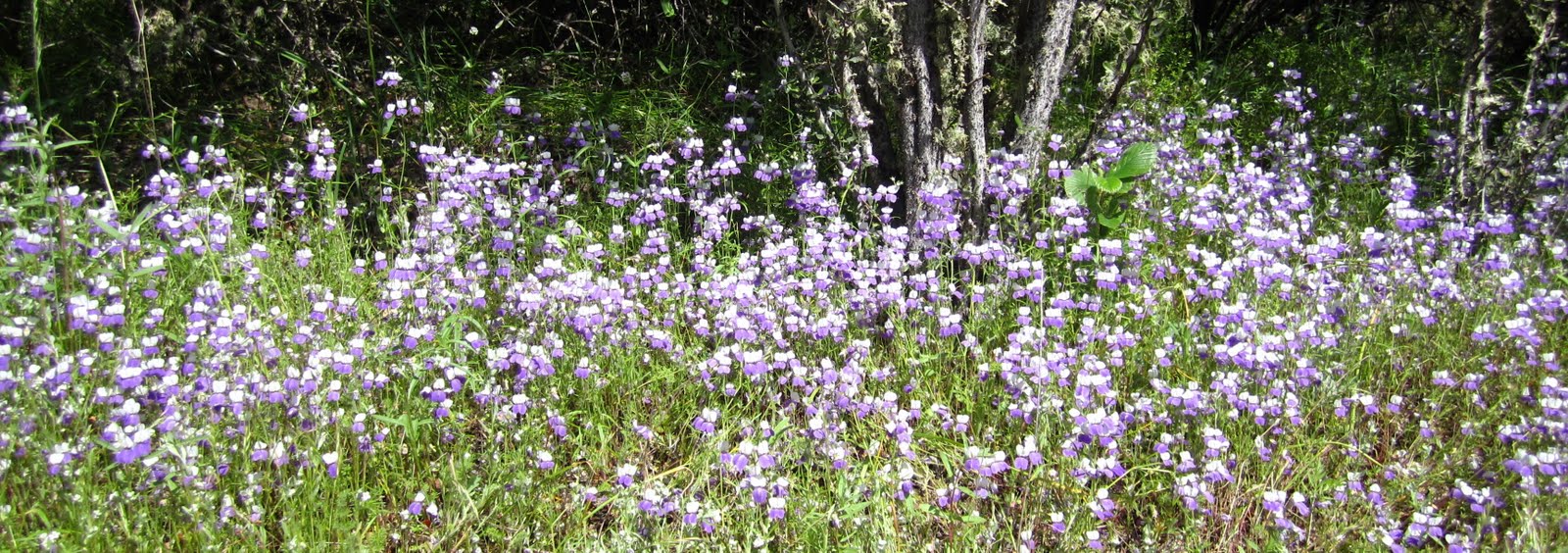 A Short Career in Botany: April showers bring about May flowers.