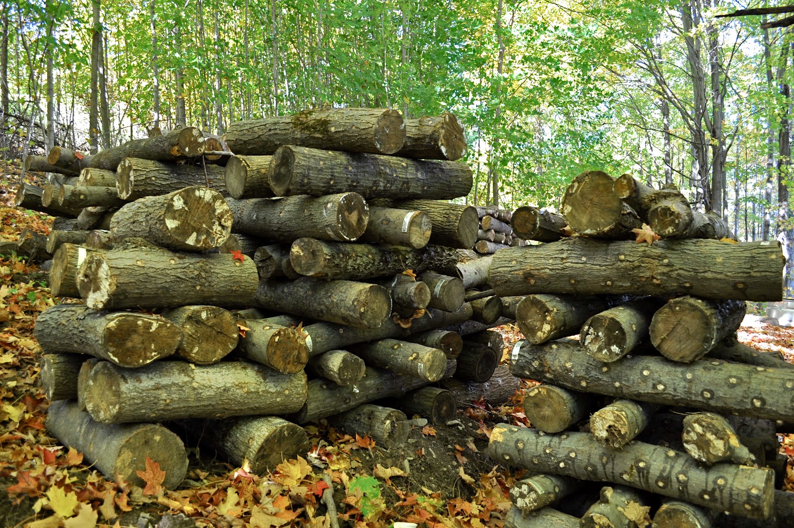 Agroforestry Solutions From Work With Nature LLC How Many Mushroom Agroforestry Solutions From Work With Nature LLC How Many Mushroom