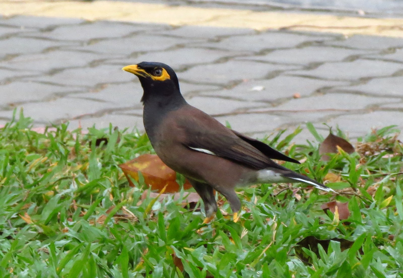 Travels With Birds: Singapore and Malaysia Trip Report