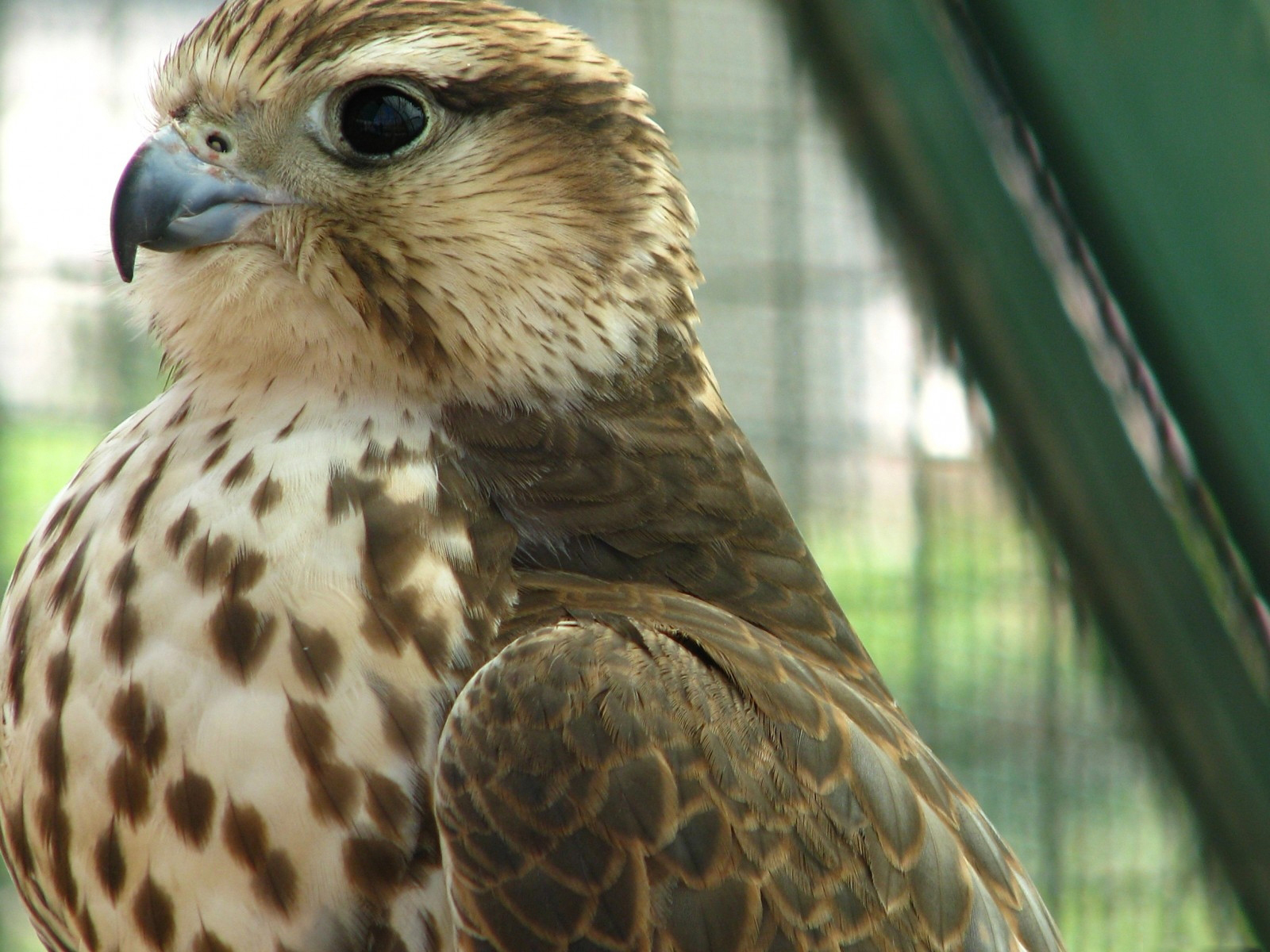 2013 Hayvan Resimleri HD |Hd Wallpapers