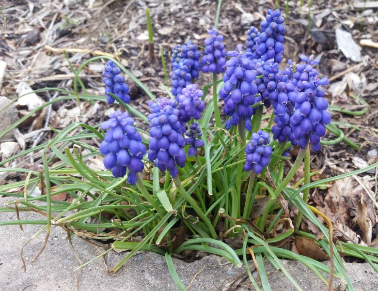 Future Plants by Randy Stewart: Muscari -Grape Hyacinth