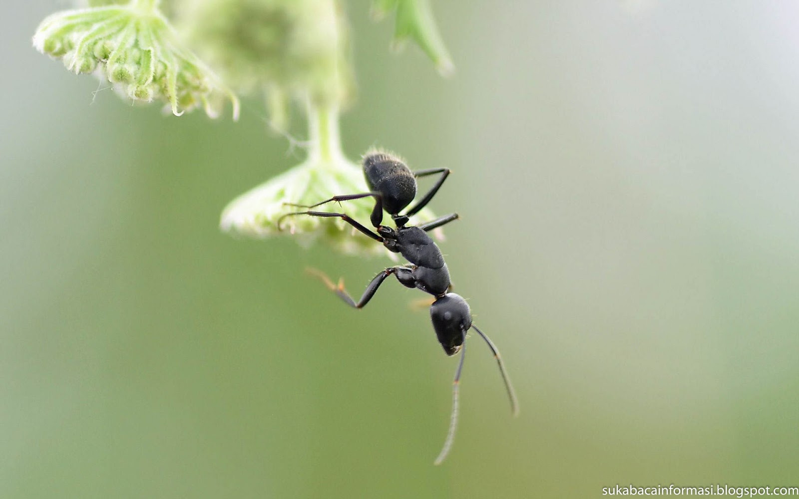 Kumpulan Gambar Semut