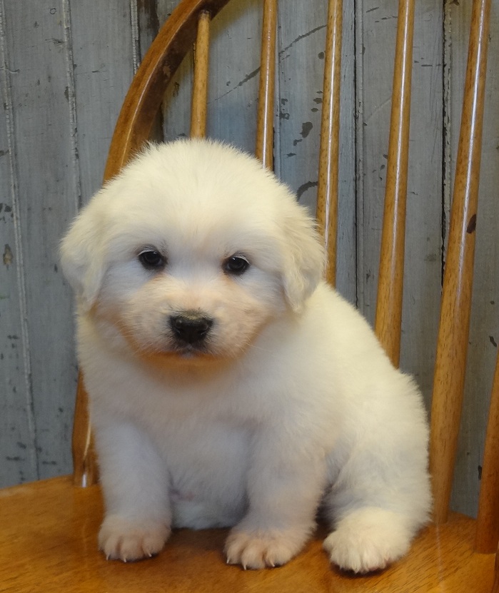 Housman Farms: Pick Your Pyrenees Puppy