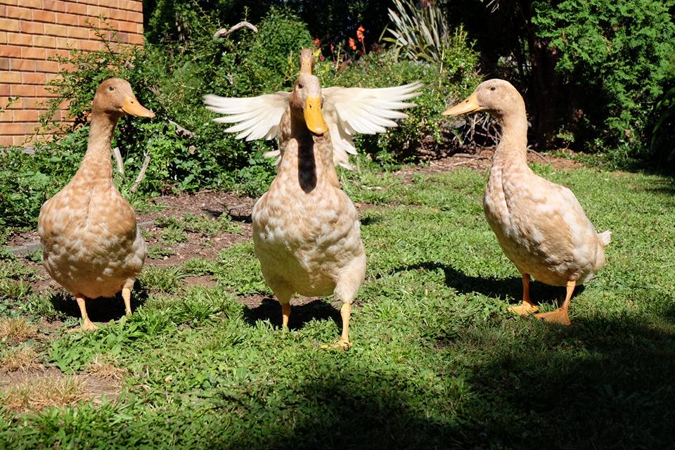 Cheeps and quackers: 20 weeks of Buff Orpington Ducks, part 2