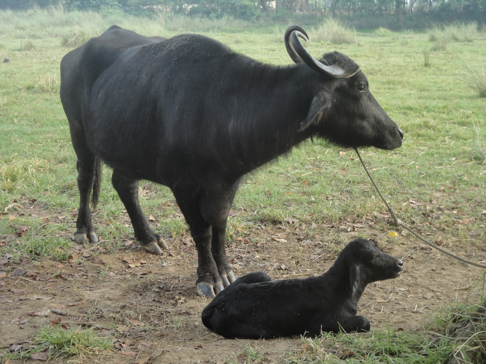 Shooting the Breeze: My Milking Carabaos