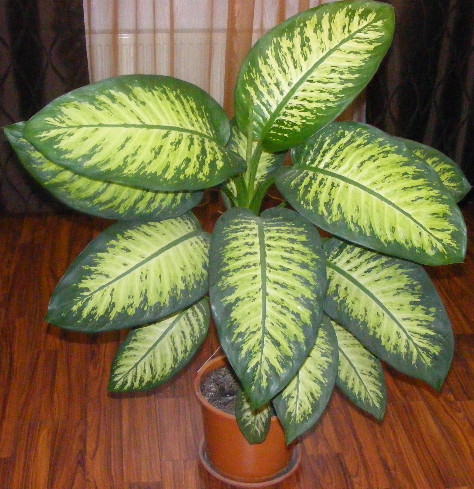 Dieffenbachia | Preparatedevis.ro