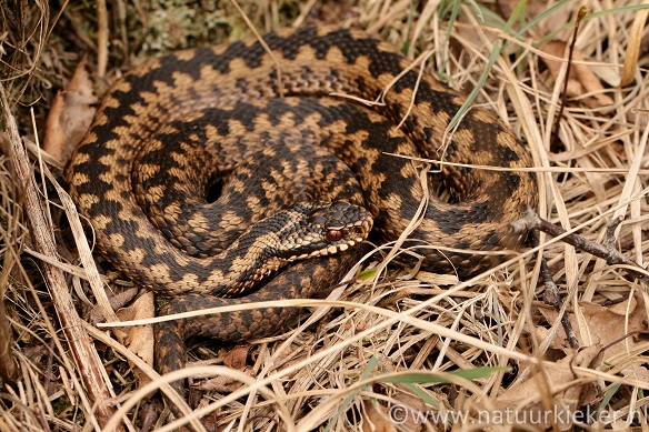Adders zijn er in diverse kleuren