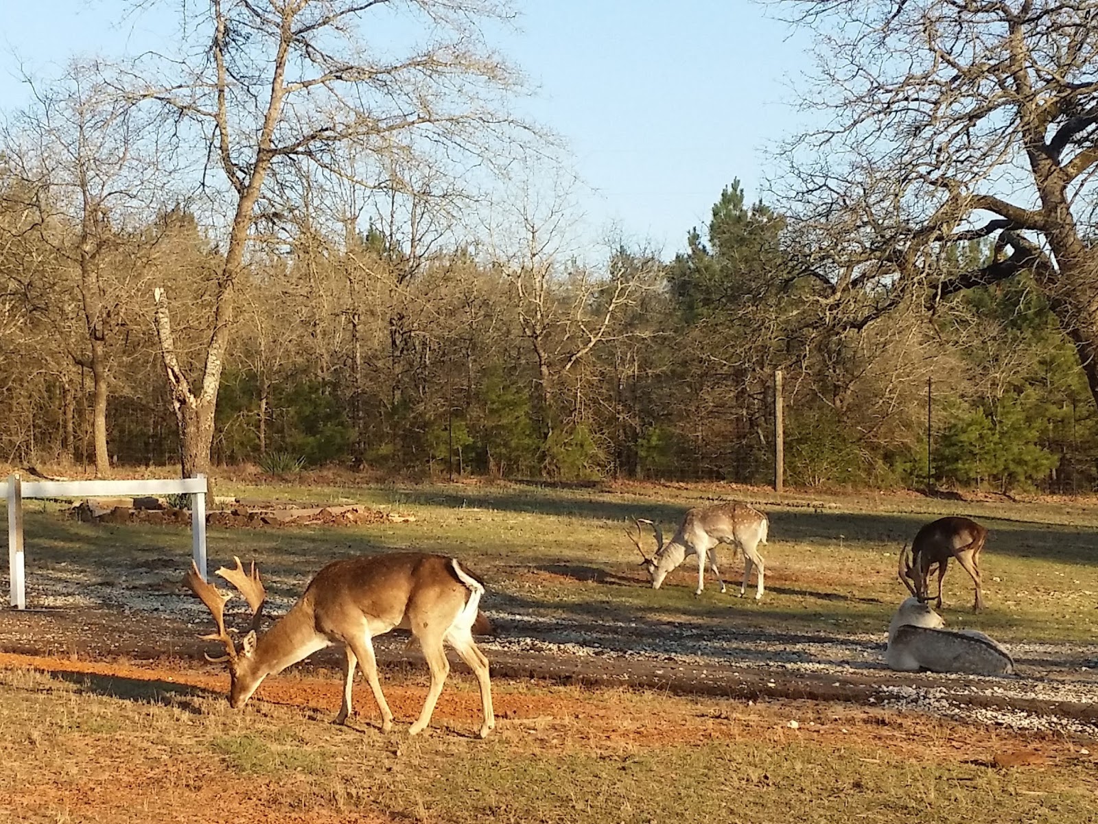 Cowboy, Charlie & Me: Day One. Garrison, Texas