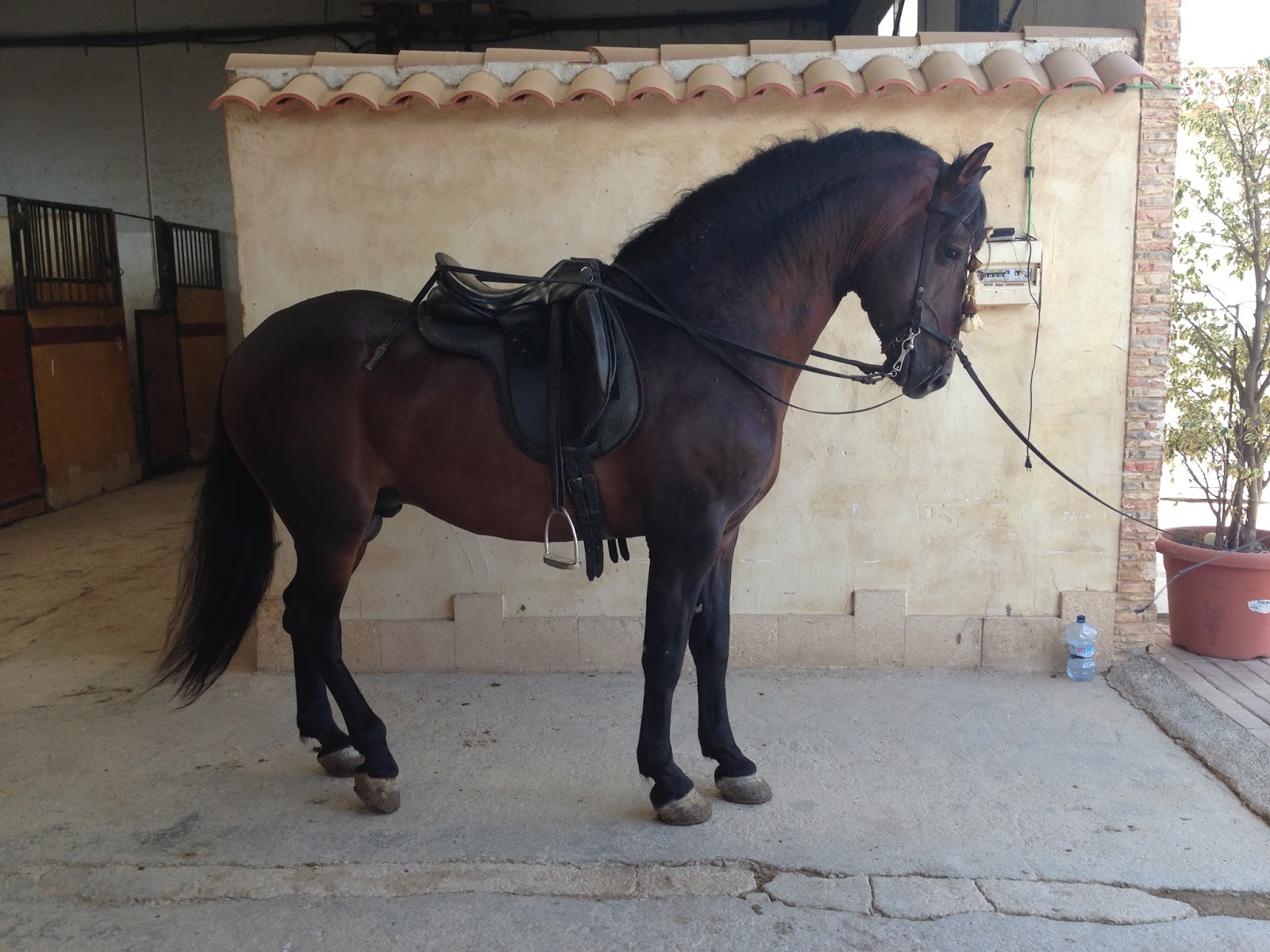 Caballos en Campo Real: Nuevos caballos en venta
