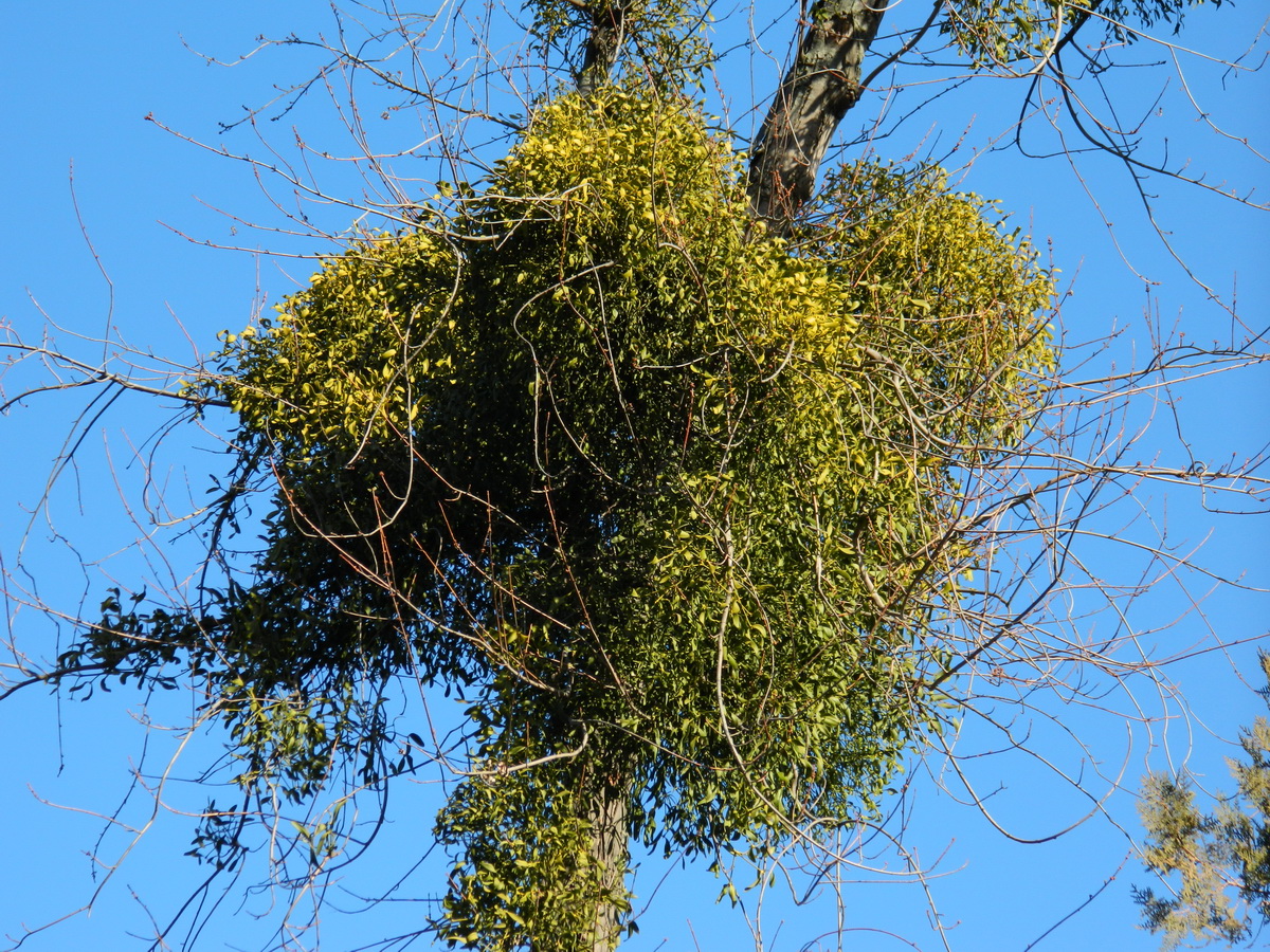 LA MULTI ANI, ROMANIA!: Vasc