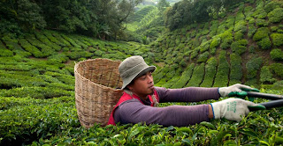 WHO IS TRISTAN RUSSELL | BOH ~ Ummph! Dikongsi Bersama