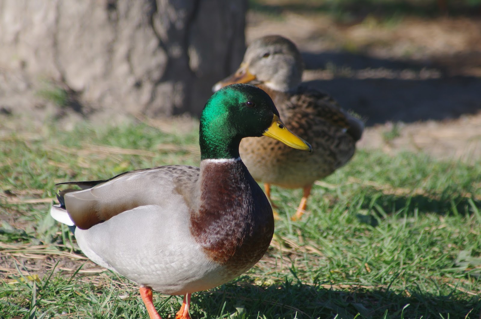 Wonder of it All: M R Ducks