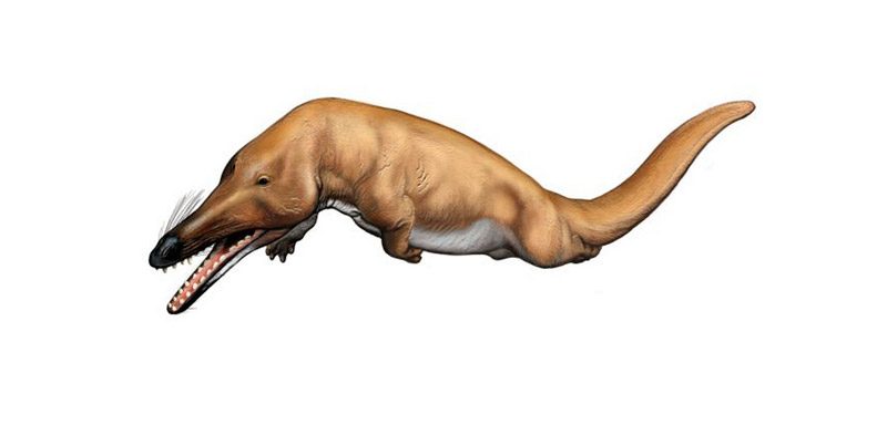 De la tierra al agua: el origen de los Cetáceos