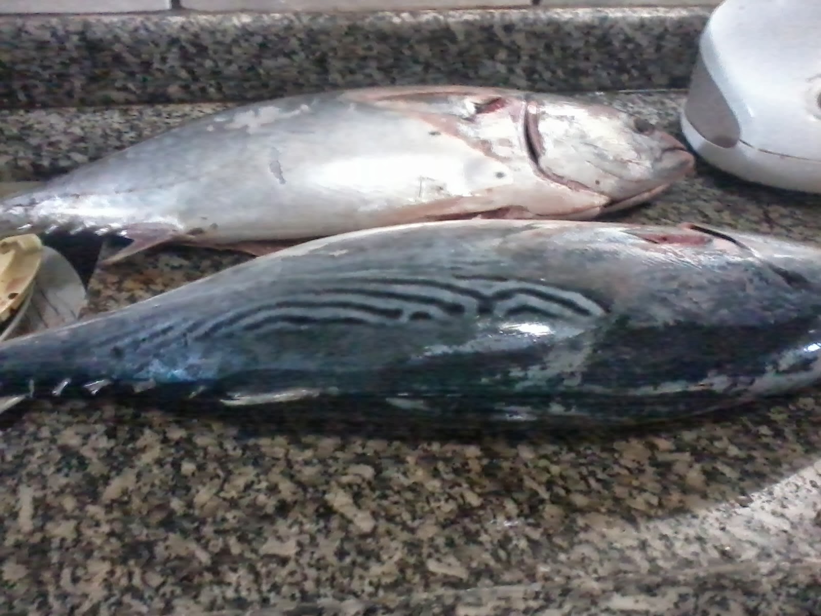 PROJETO VIDA SAUDÁVEL: PEIXES: BONITO (parente do atum)