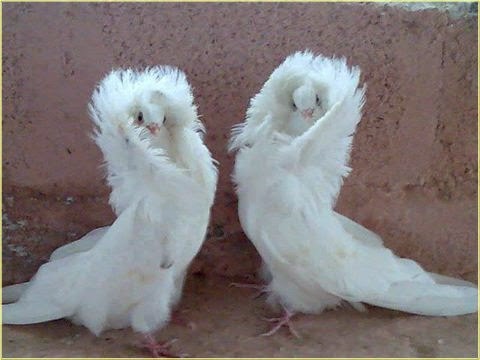 Íris Cor de Mel: Descrição de "Pombo Peruca"