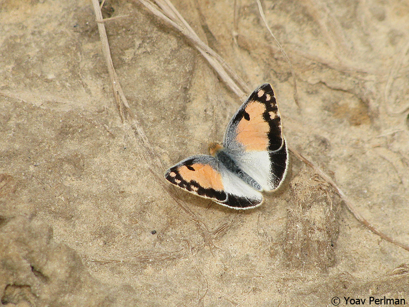 Yoav Perlman - birding, science, conservation, photography: Back to normal