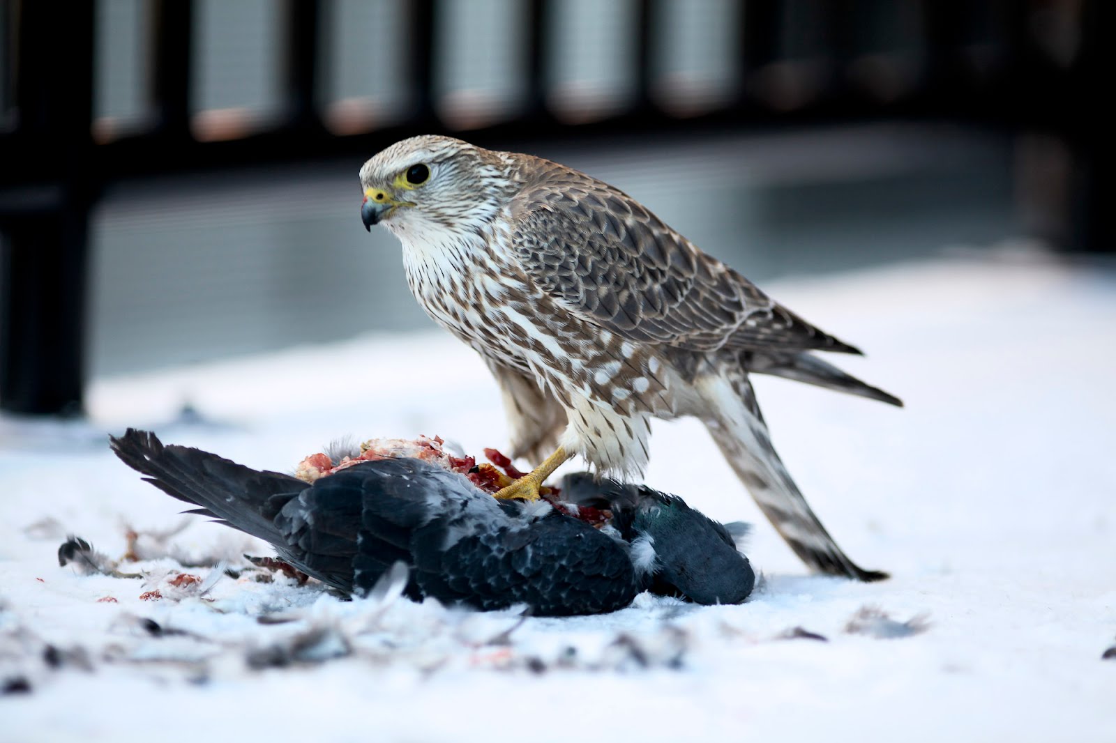 MSU Photography: Our friend Gutter the Prairie Falcon
