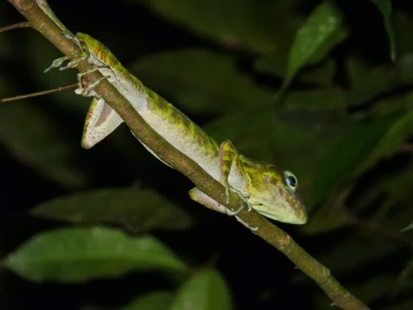 El saltacocote no “salta”, le huye a la gente