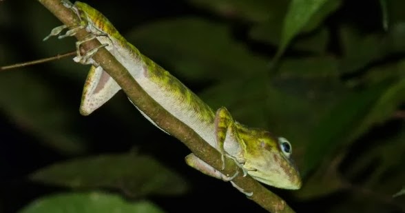 El saltacocote no “salta”, le huye a la gente