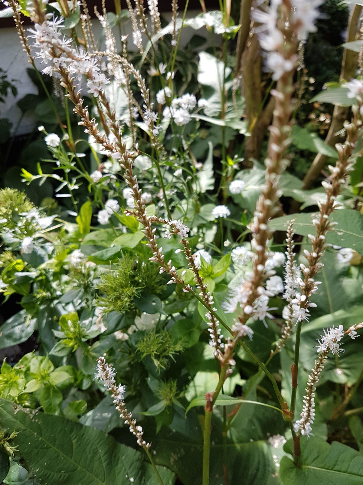 Fruens Flora: Farger...