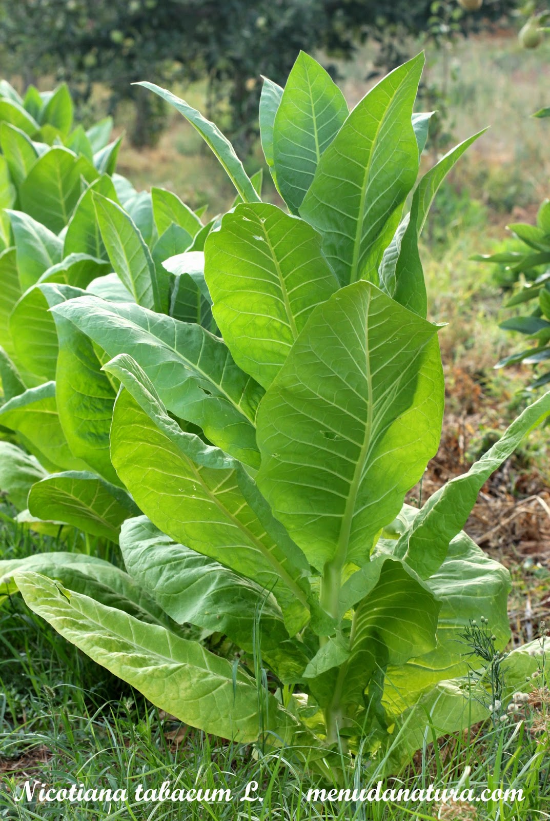 Menuda Natura: Nicotiana tabacum L.