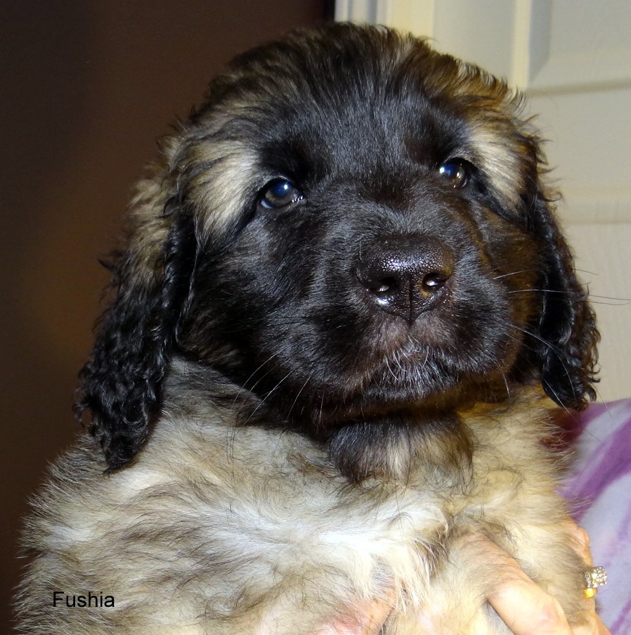 Heronview Leonbergers: Conformation shots of puppies