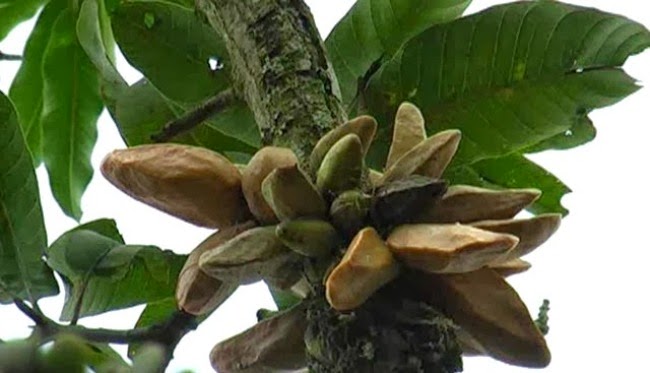 Khasiat Tanaman Obat Herbal : Pohon Jengkol Yang Berbuah Pisang