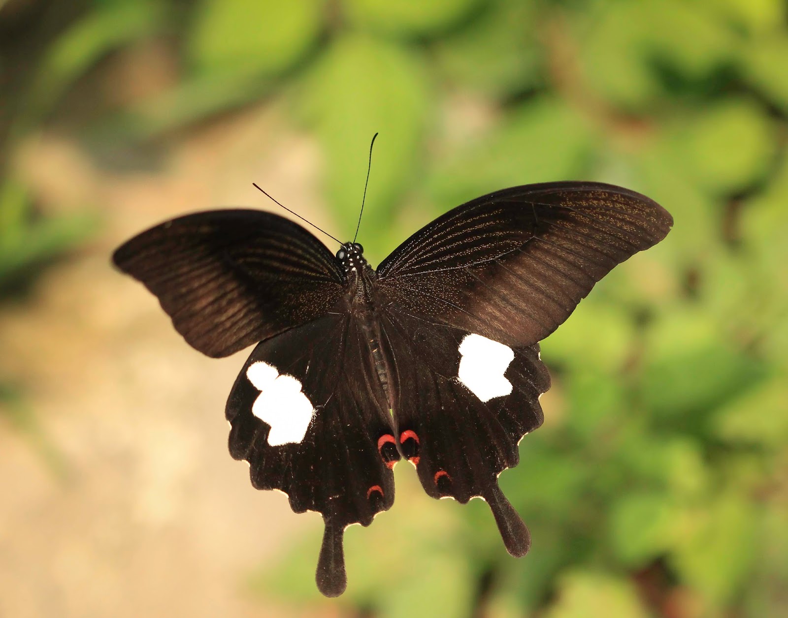 Butterflies of Vietnam: 147. Papilio helenus helenus (The Red Helen)