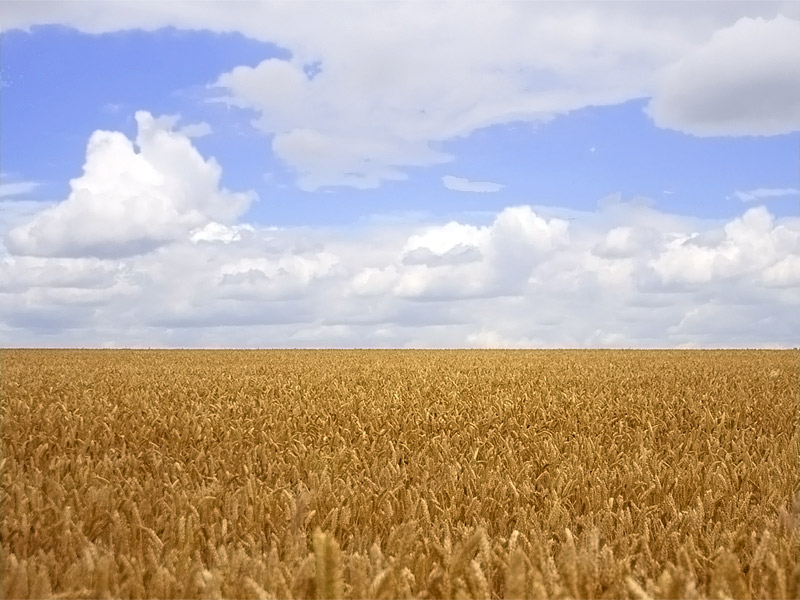 Tarla nedir? Tarla ile ilgili atasözleri deyimler ve anlamları - Laf Sözlük