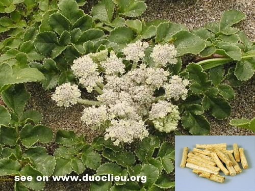 Glehnia root (Shashen)- Glehnia littoralis Fr. Sehmidt ex Miq