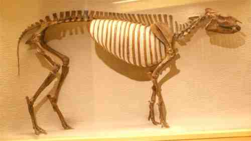 Sciency Thoughts: Three new species of Tapir from the Early Eocene of ...
