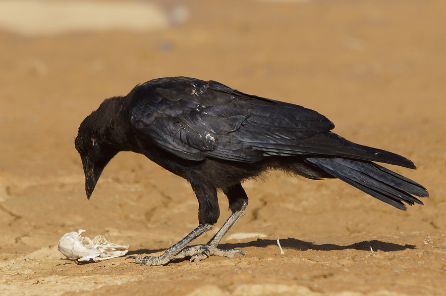 Pasión por las aves: Corneja,(Corvus corone)