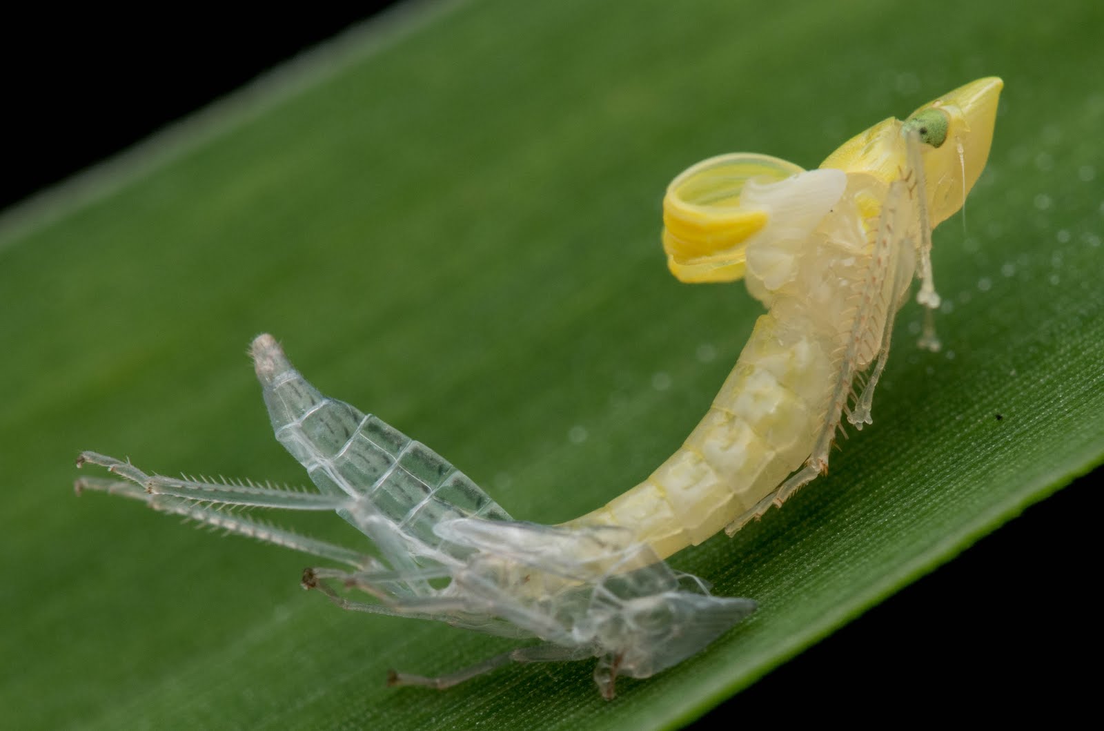 My Macro World: Janurary 13, 2017: Emerging Leaf Hopper